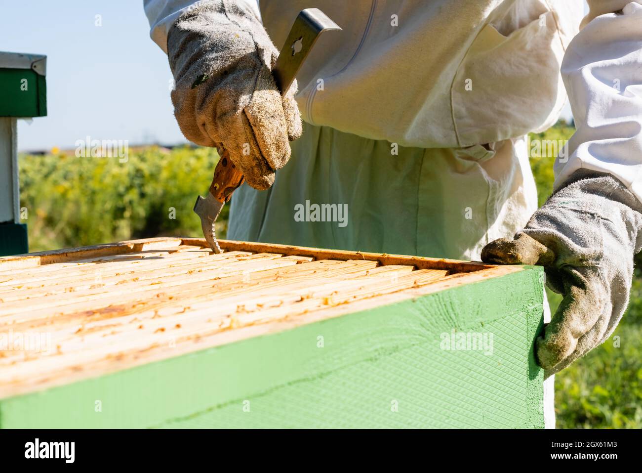 Frame gripper hi-res stock photography and images - Alamy