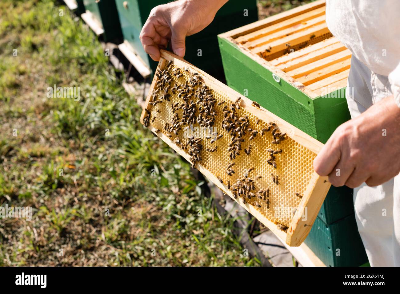 partial view of beekeeper with honeycomb frame and bees on apiary Stock ...