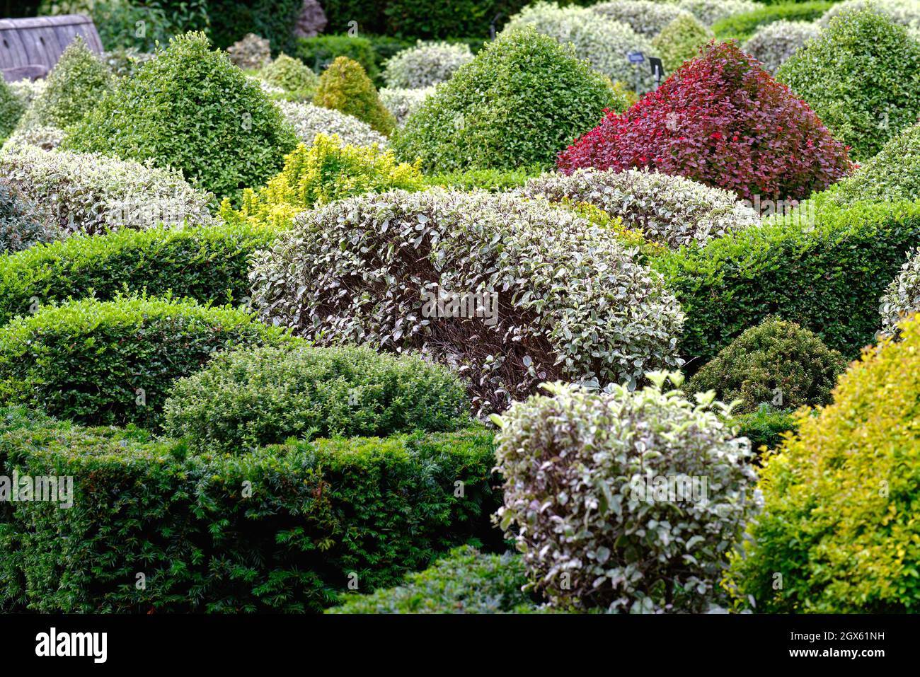 Mixed evergreen shrubs in the Parterre walled garden at the RHS Wisley ...