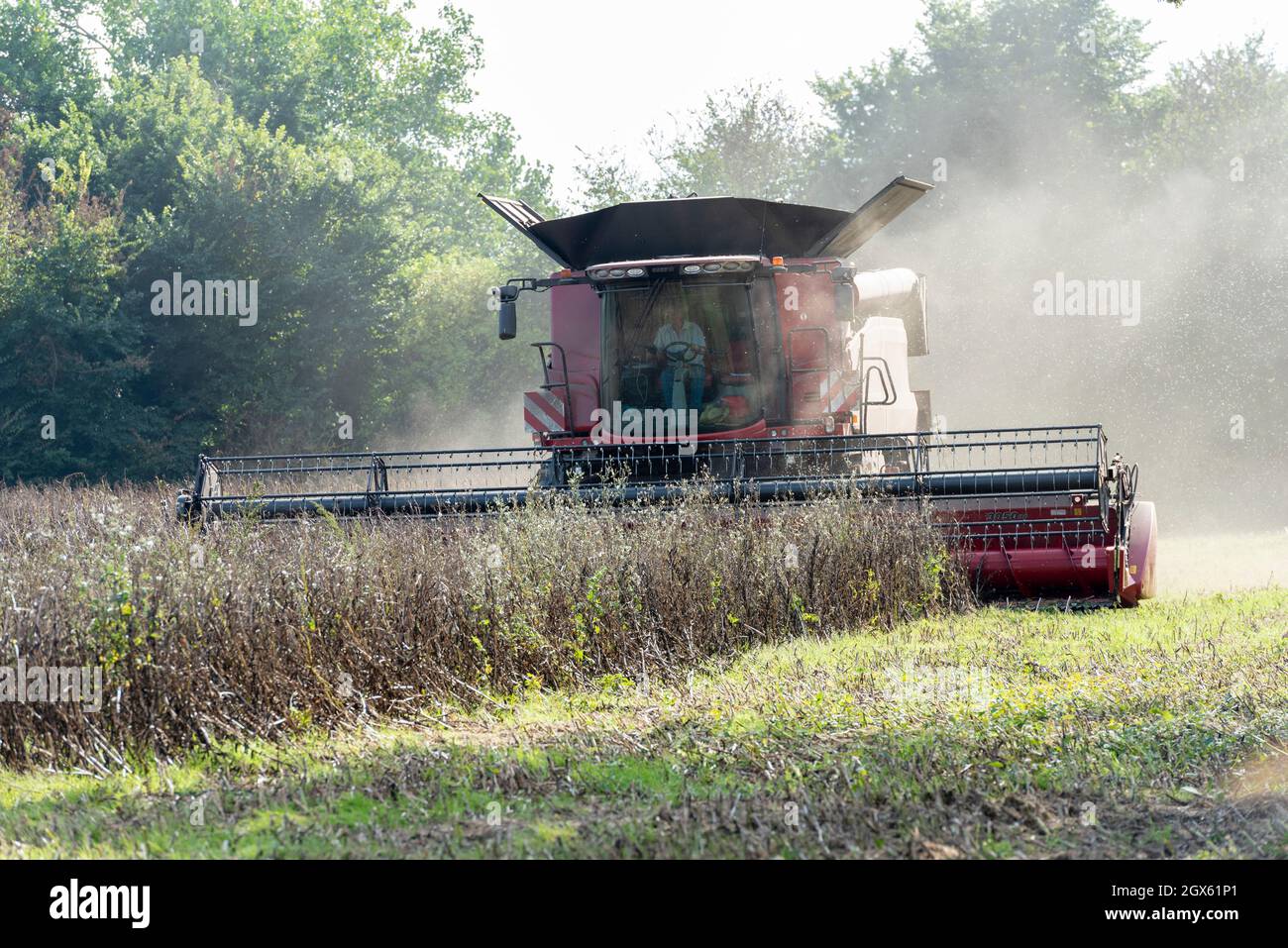 Harvesting Spring Beans on Hayling Island, Hampshire,UK with a CASE ...