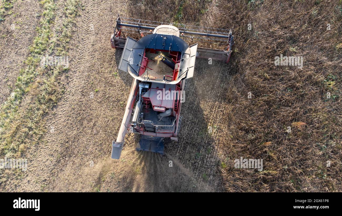 Harvesting Spring Beans on Hayling Island, Hampshire,UK with a CASE ...