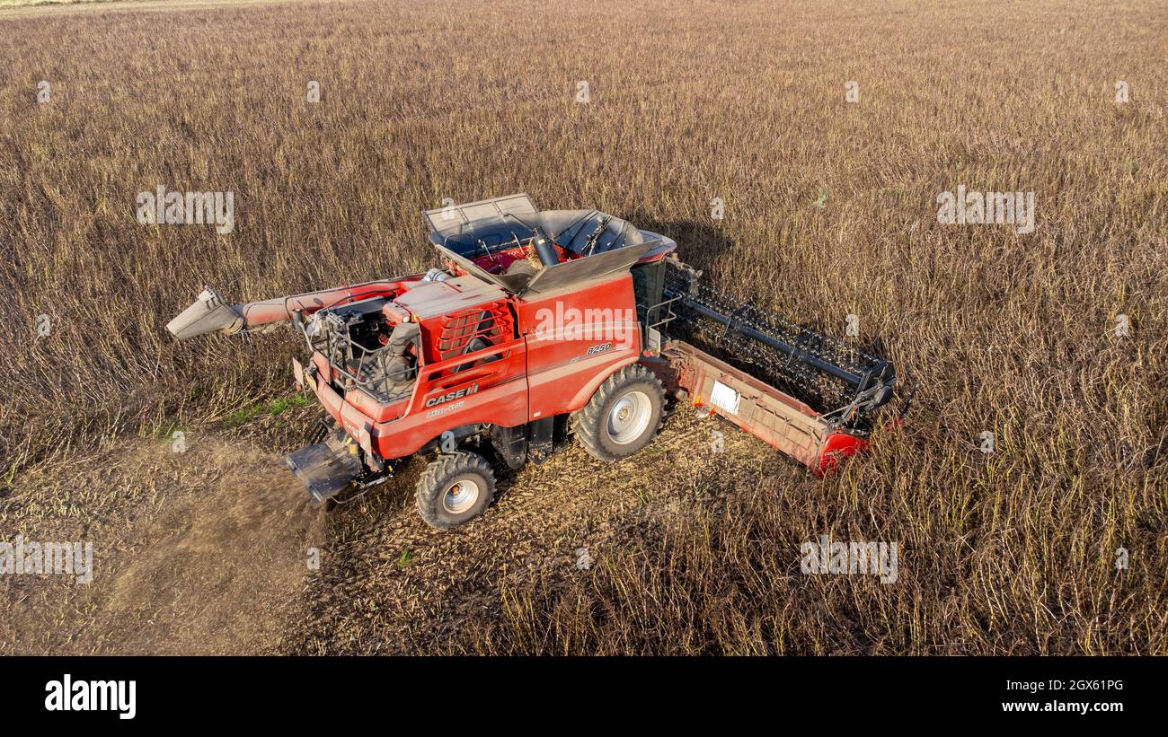 Harvesting Spring Beans on Hayling Island, Hampshire,UK with a CASE ...