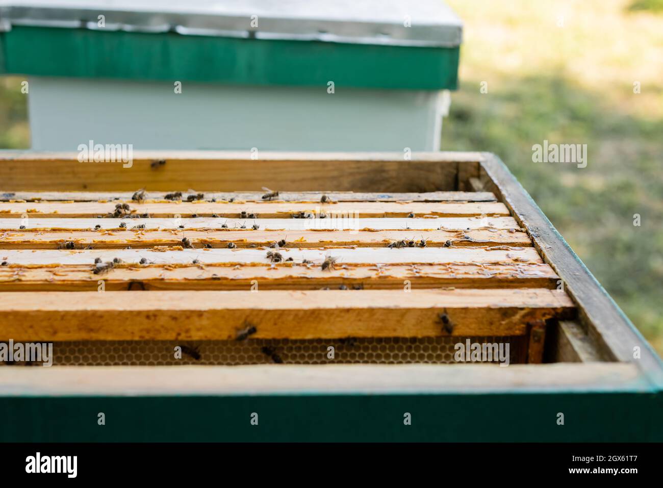bees on wooden honeycomb frames in beehive on apiary Stock Photo - Alamy