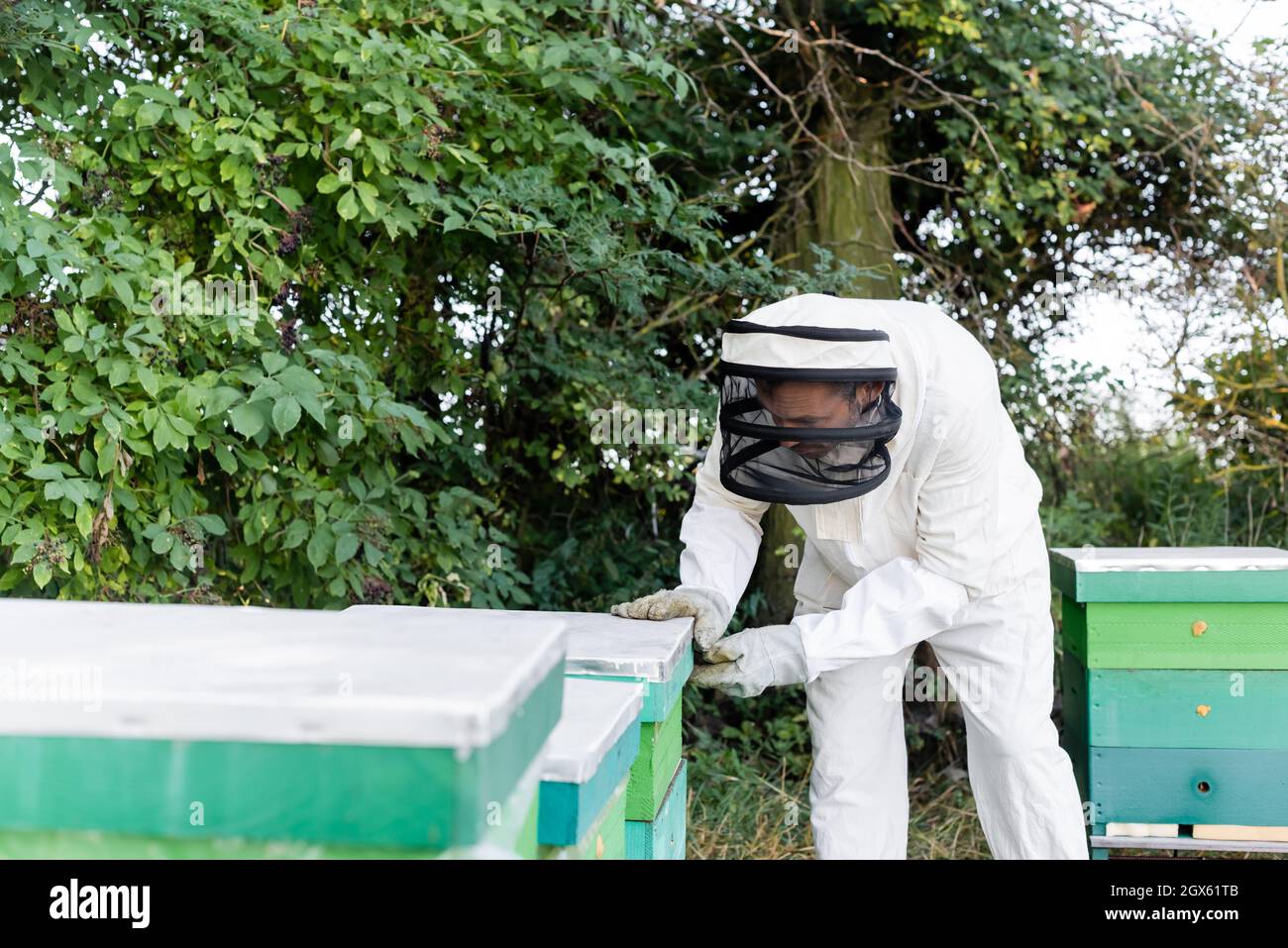 beekeeper in safety equipment opening beehive while working on apiary ...