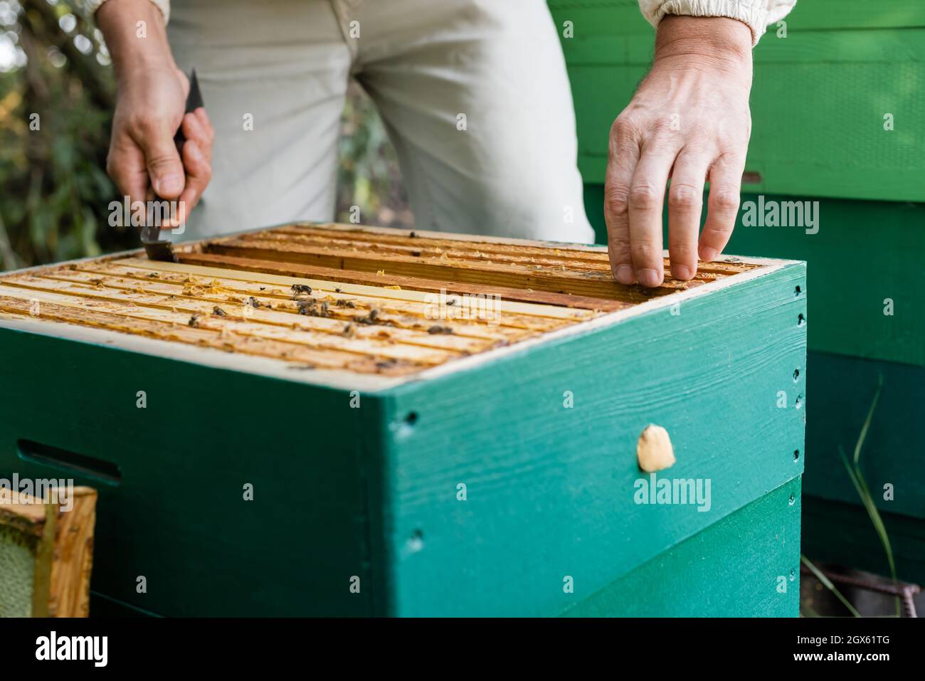 partial view of bee master inspecting honeycomb frames on apiary Stock ...