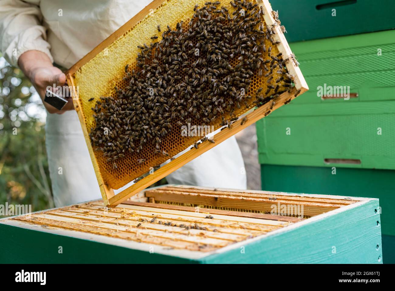 bees on honeycomb frame in hands of cropped beekeeper on apiary Stock ...