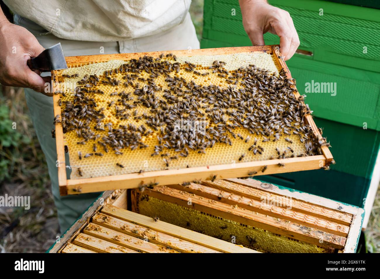 partial view of bee master with scraper holding blurred honeycomb frame ...