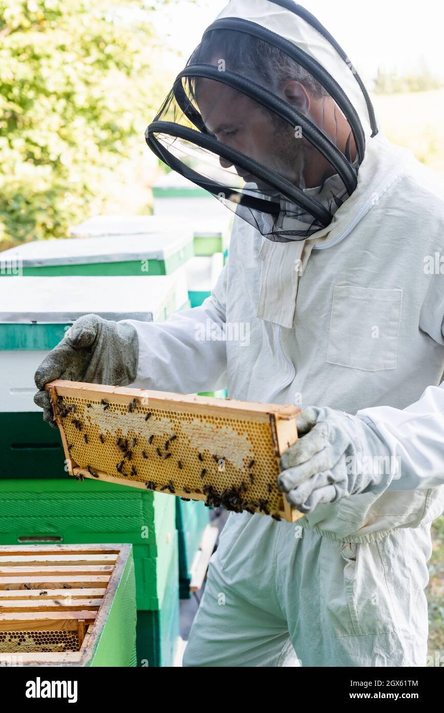 apiarist in beekeeping suit holding frame with honeycomb and bees on ...