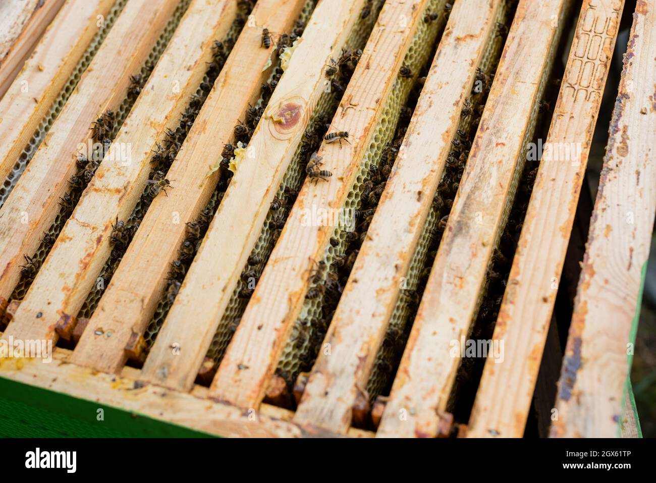 top view of wooden honeycomb frames with bees in beehive Stock Photo ...