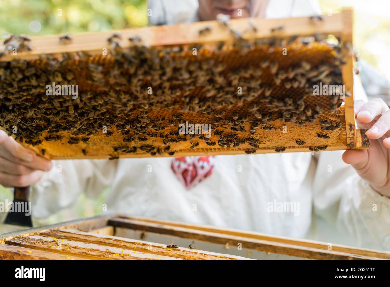 cropped view of bee master holding blurred honeycomb with bees and ...