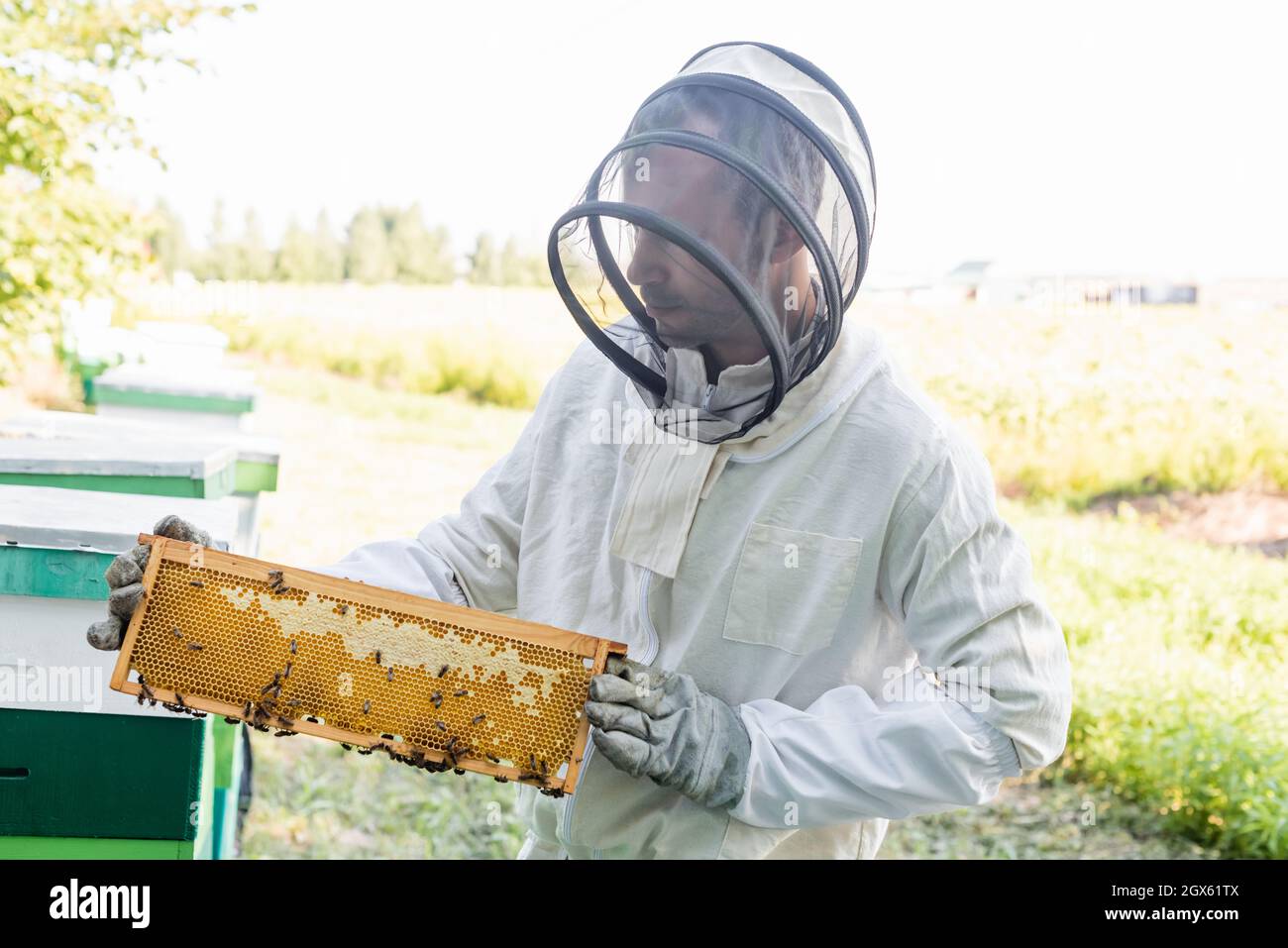 bee master in beekeeping suit holding honeycomb frame with bees on apiary Stock Photo - Alamy