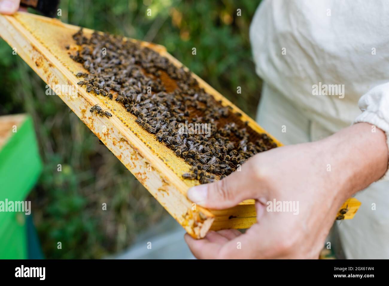 honeycomb frame with bees in hand of cropped bee master on blurred ...