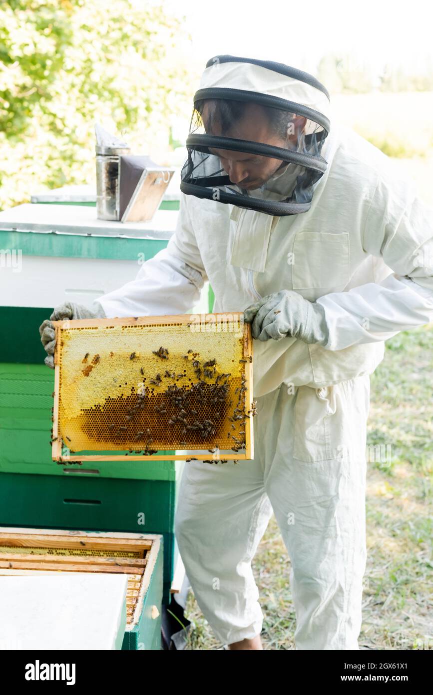 apiarist holding frame with honeycomb and bees on apiary Stock Photo ...