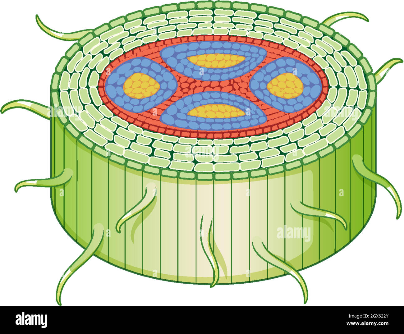 Diagram showing stem structure Stock Vector Image & Art - Alamy