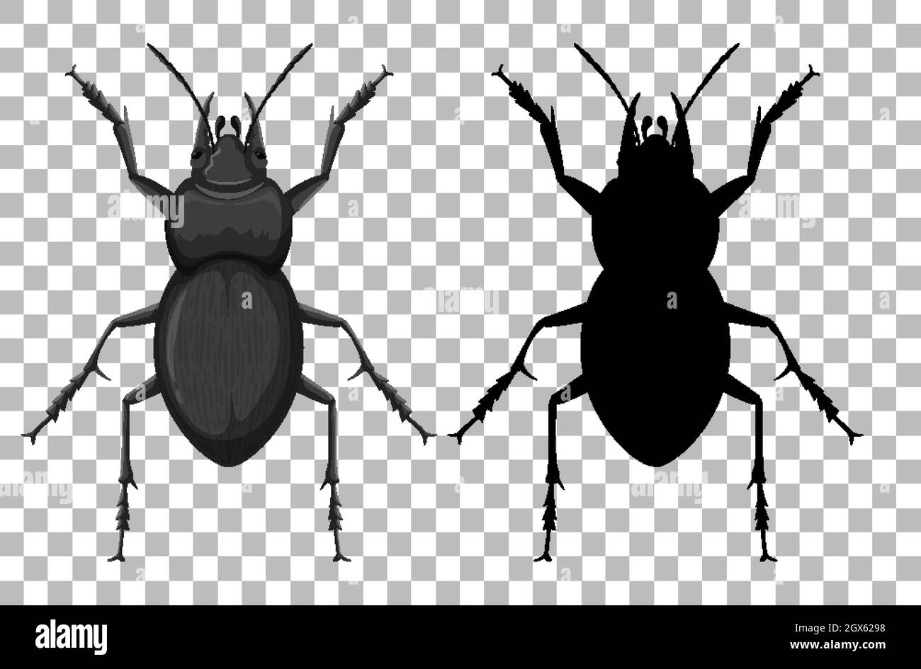 Beetle on transparent background Stock Vector Image & Art - Alamy