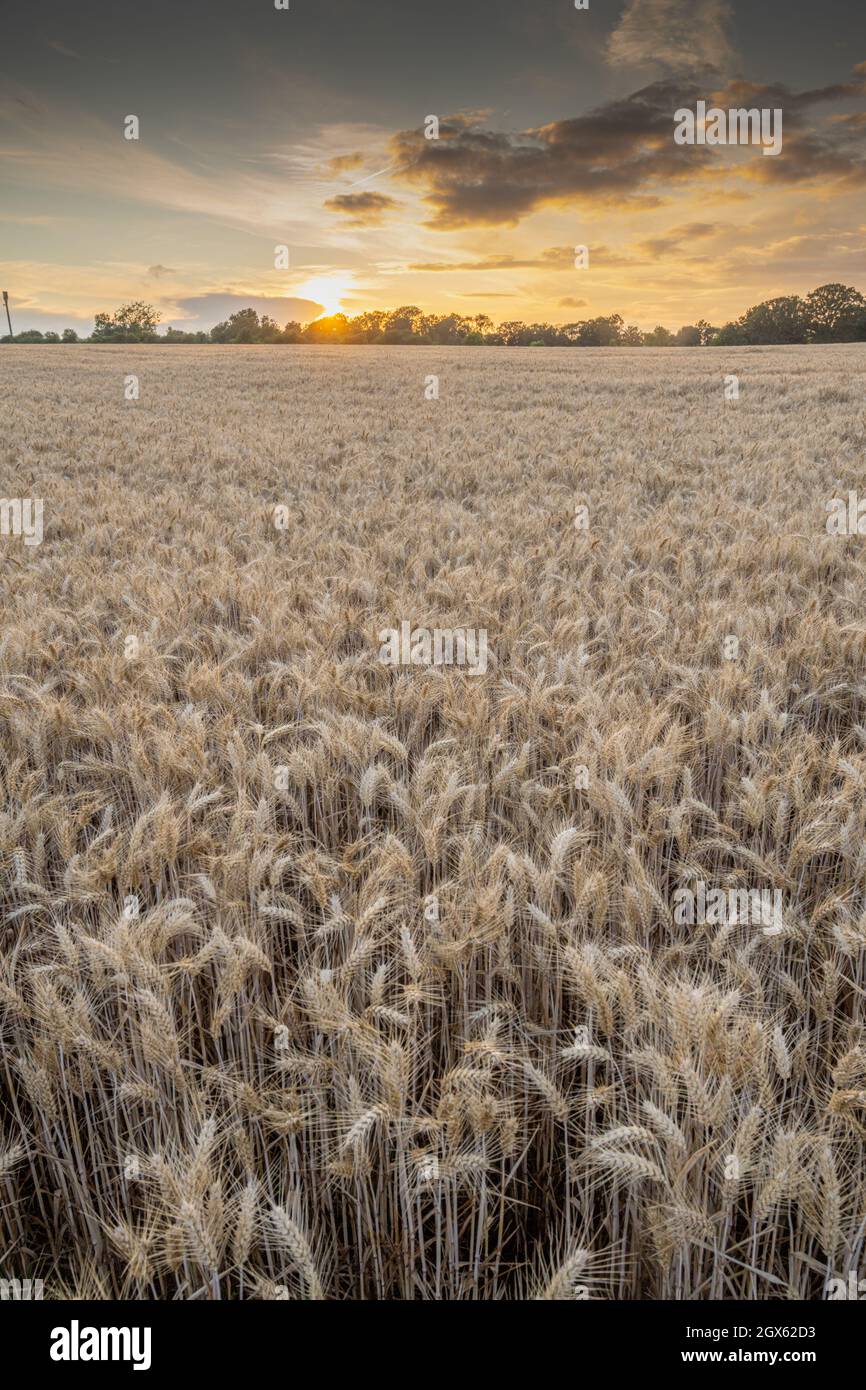Barley british isles hi-res stock photography and images - Alamy