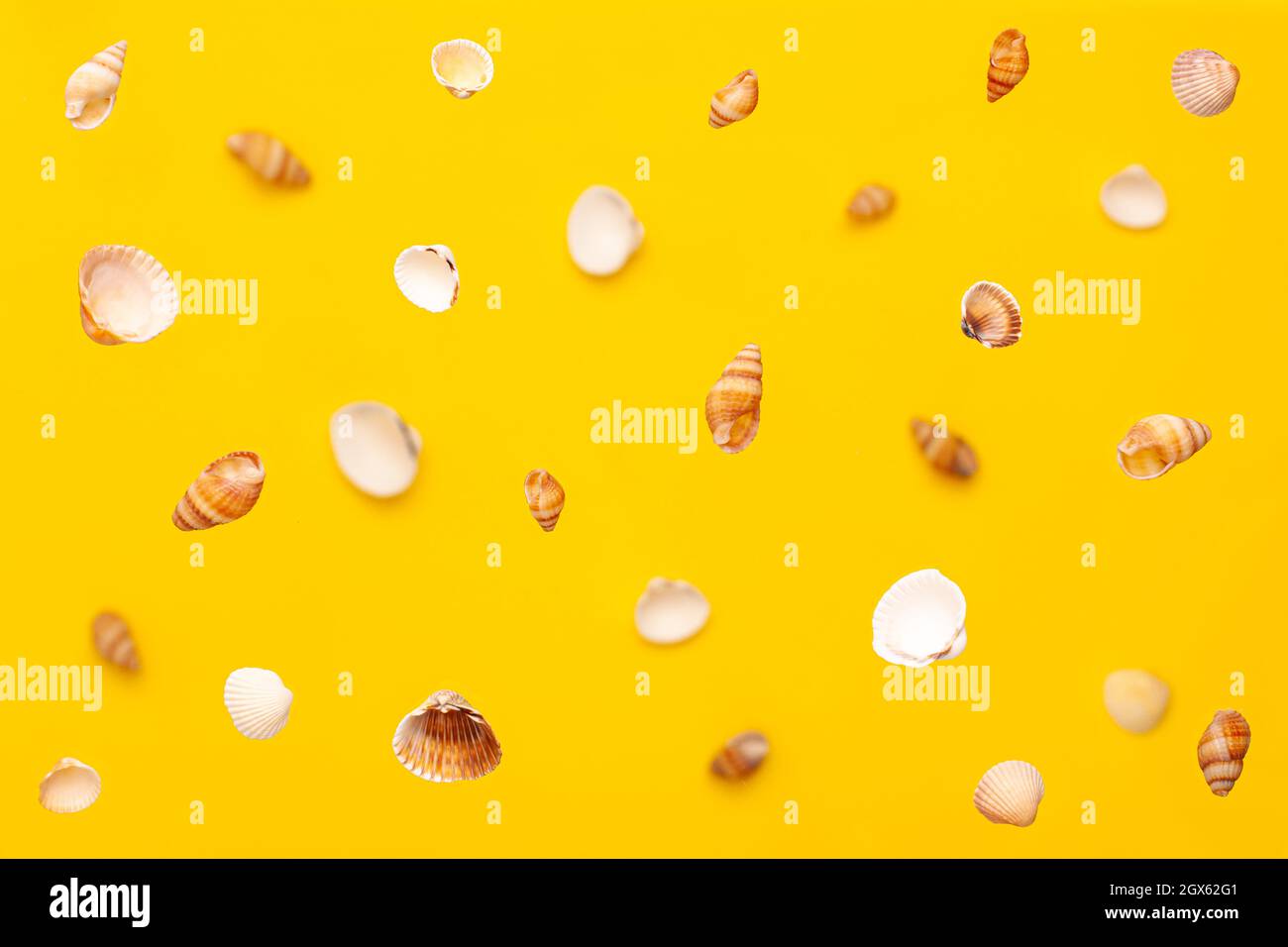 Levitation from above of sea shells of white and brown colors pattern ...