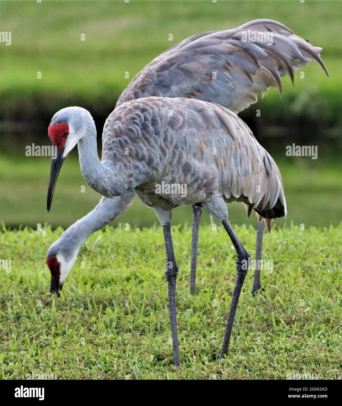 Vertical shot sandhill cranes hi-res stock photography and images - Alamy