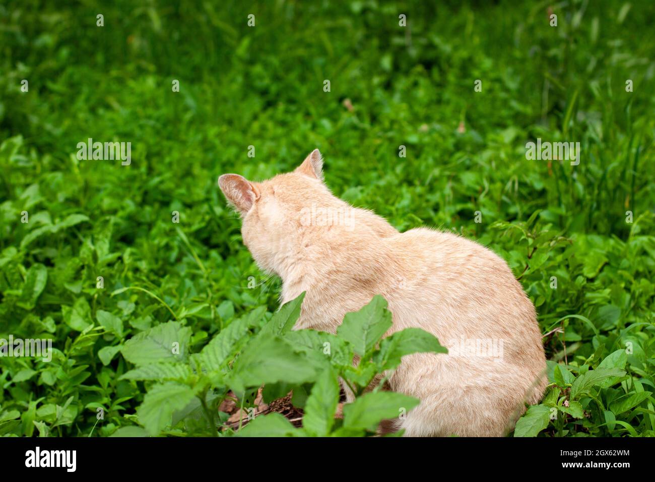 Cat head turned back hi-res stock photography and images - Alamy