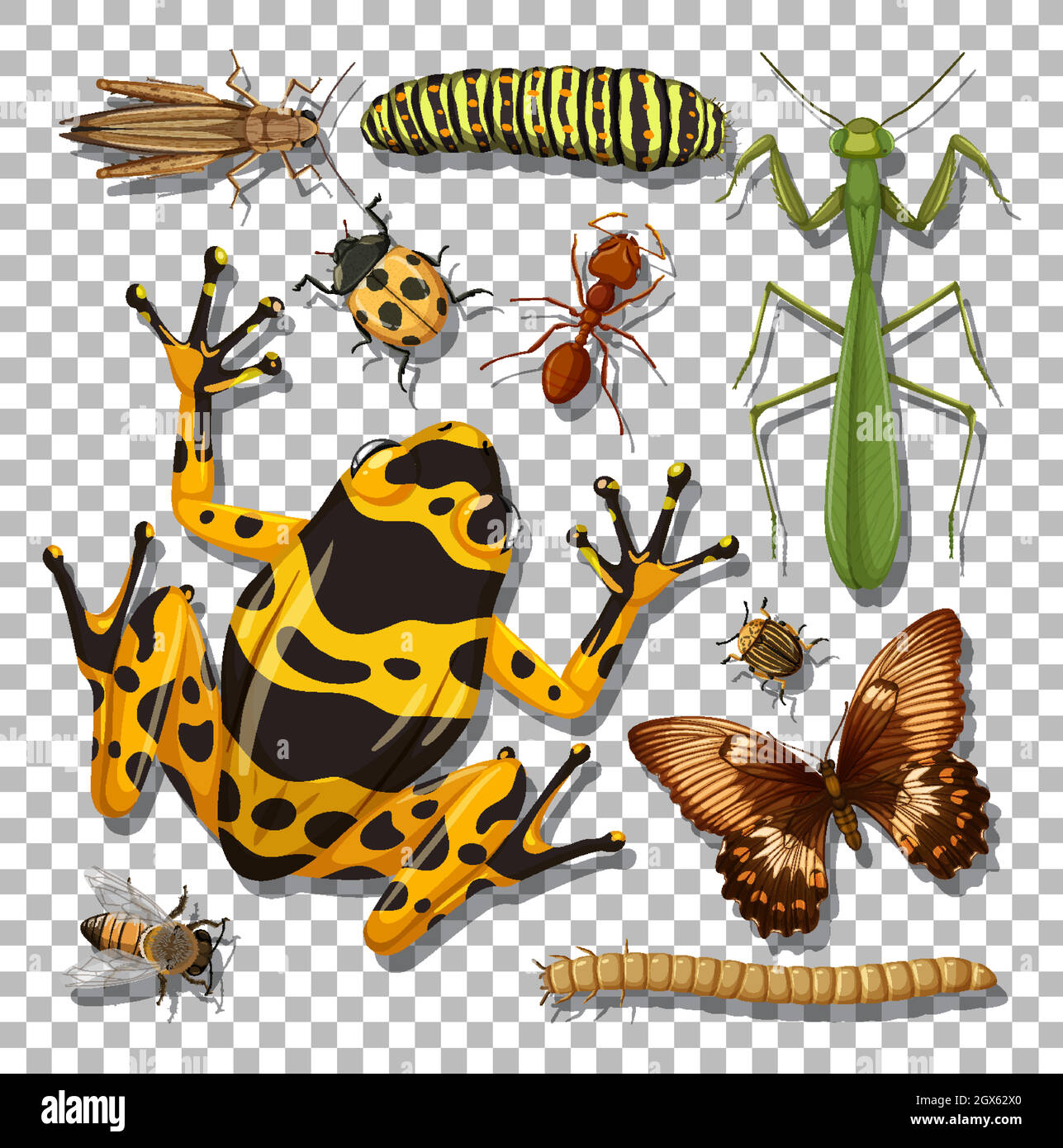 Set of different insects on transparent background Stock Vector Image ...
