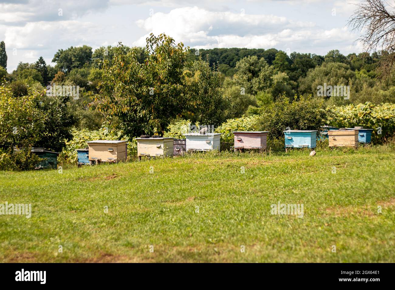 Beehives on meadow hi-res stock photography and images - Alamy