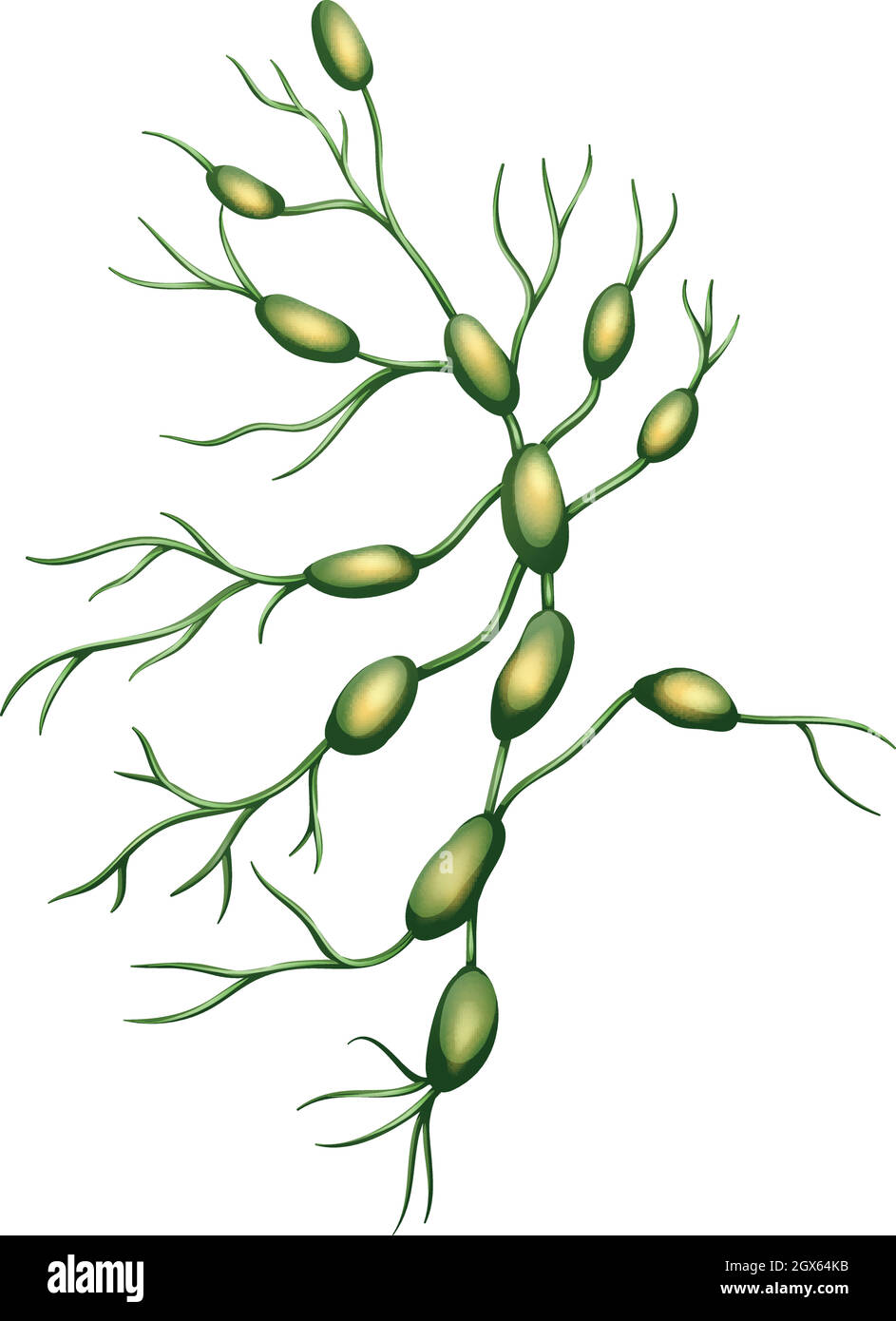 Enlarged lymph nodes hi-res stock photography and images - Alamy