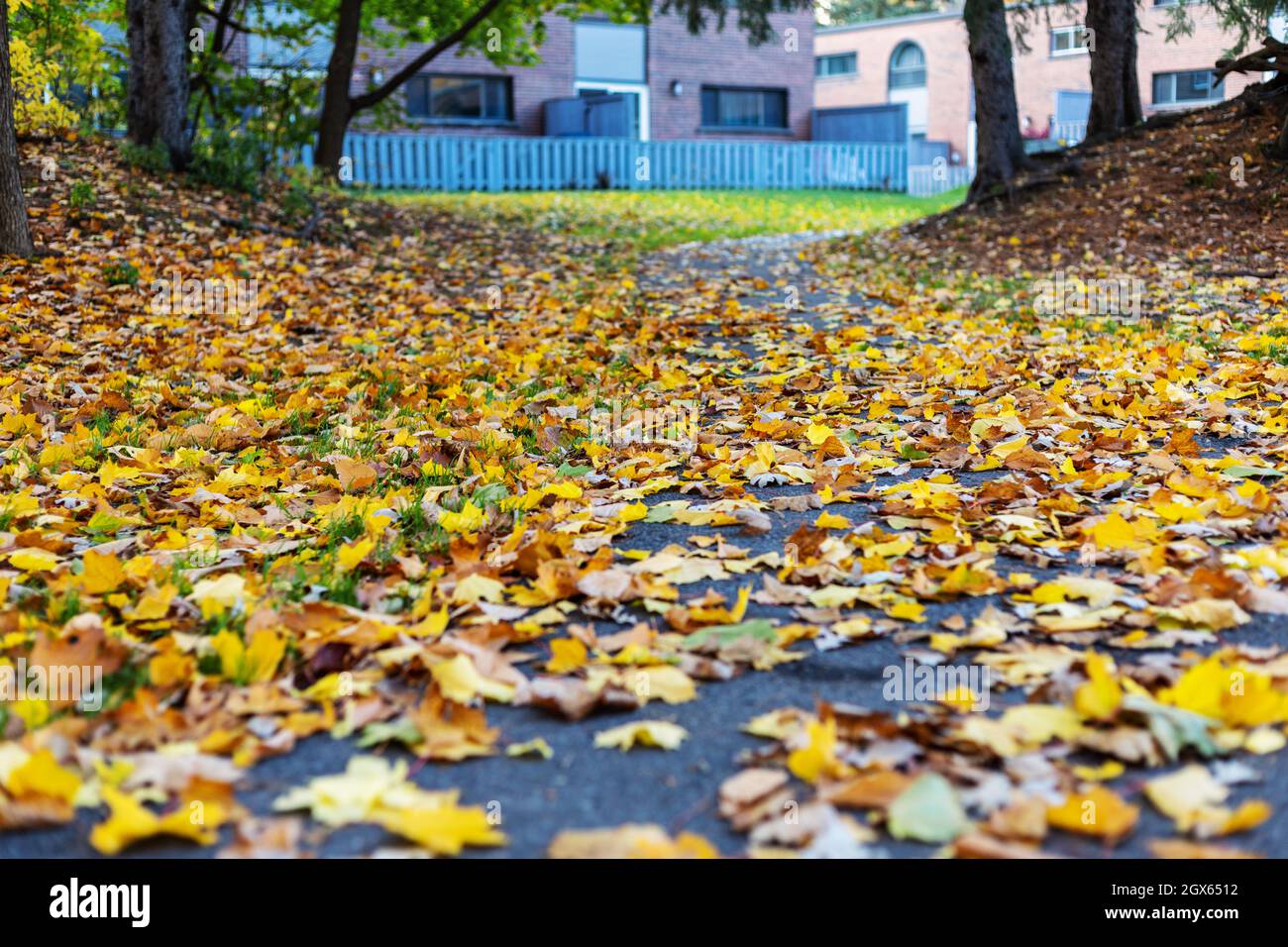 Autumn in public park. Fallen leaves on the ground near trees in fall ...