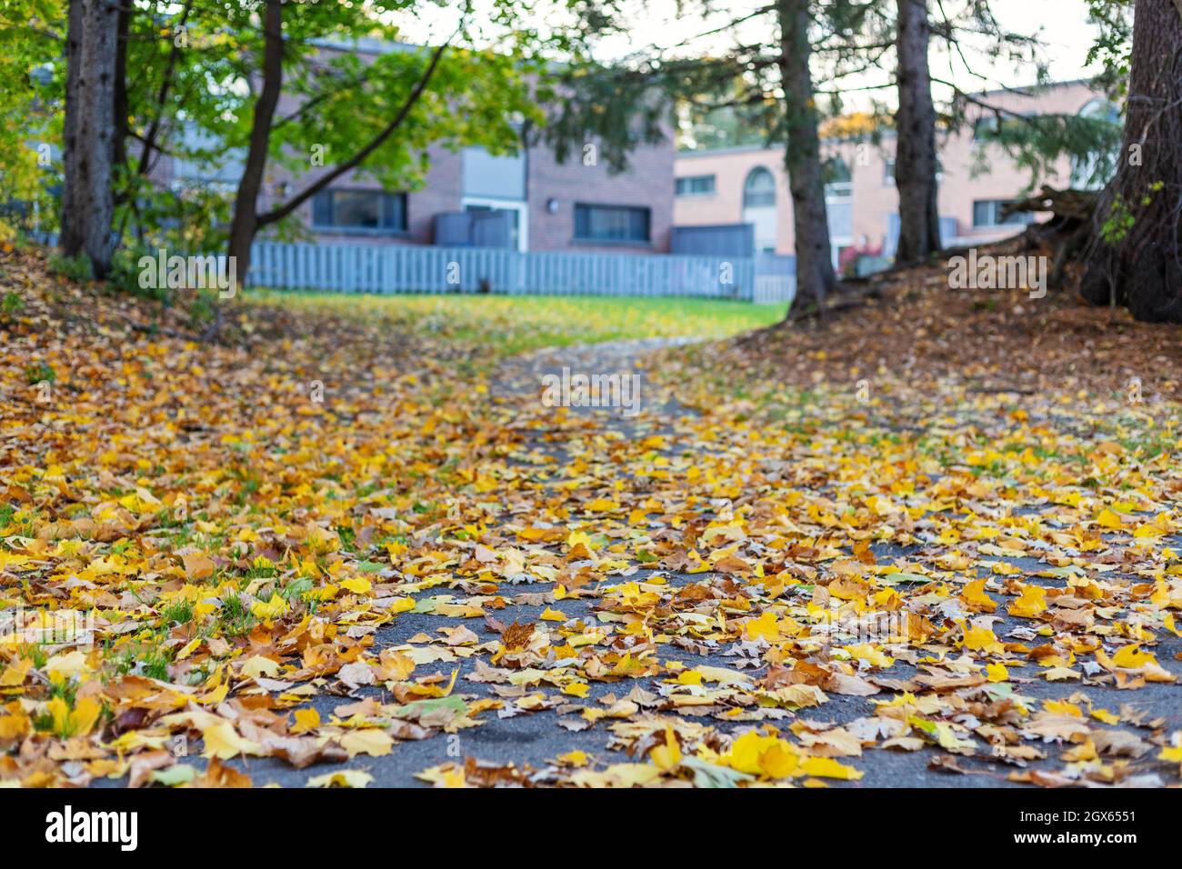 Autumn in public park. Fallen leaves on the ground near trees in fall ...
