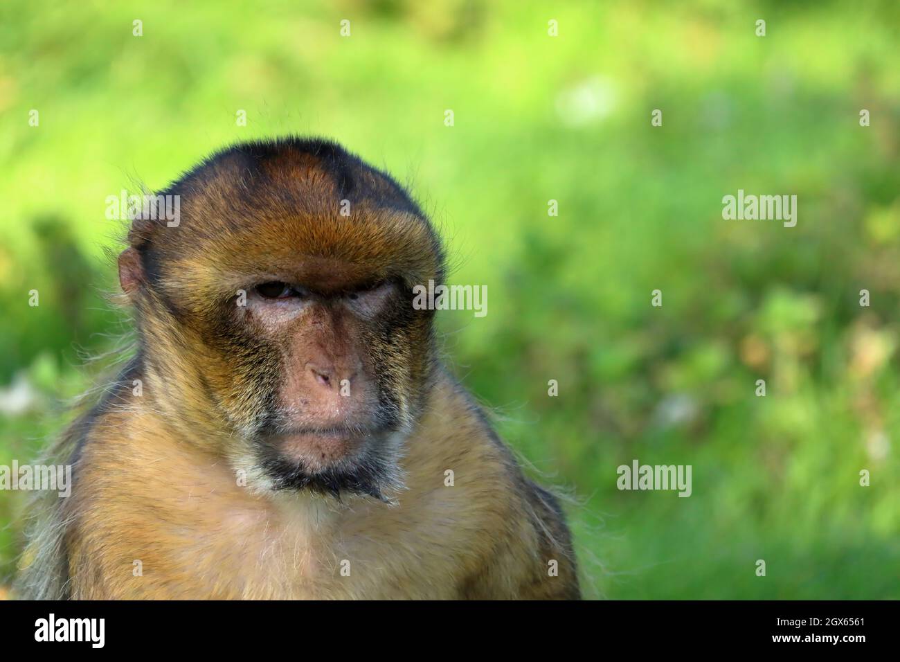 Bad-tempered Barbary macaque. Wildlife photo Stock Photo - Alamy