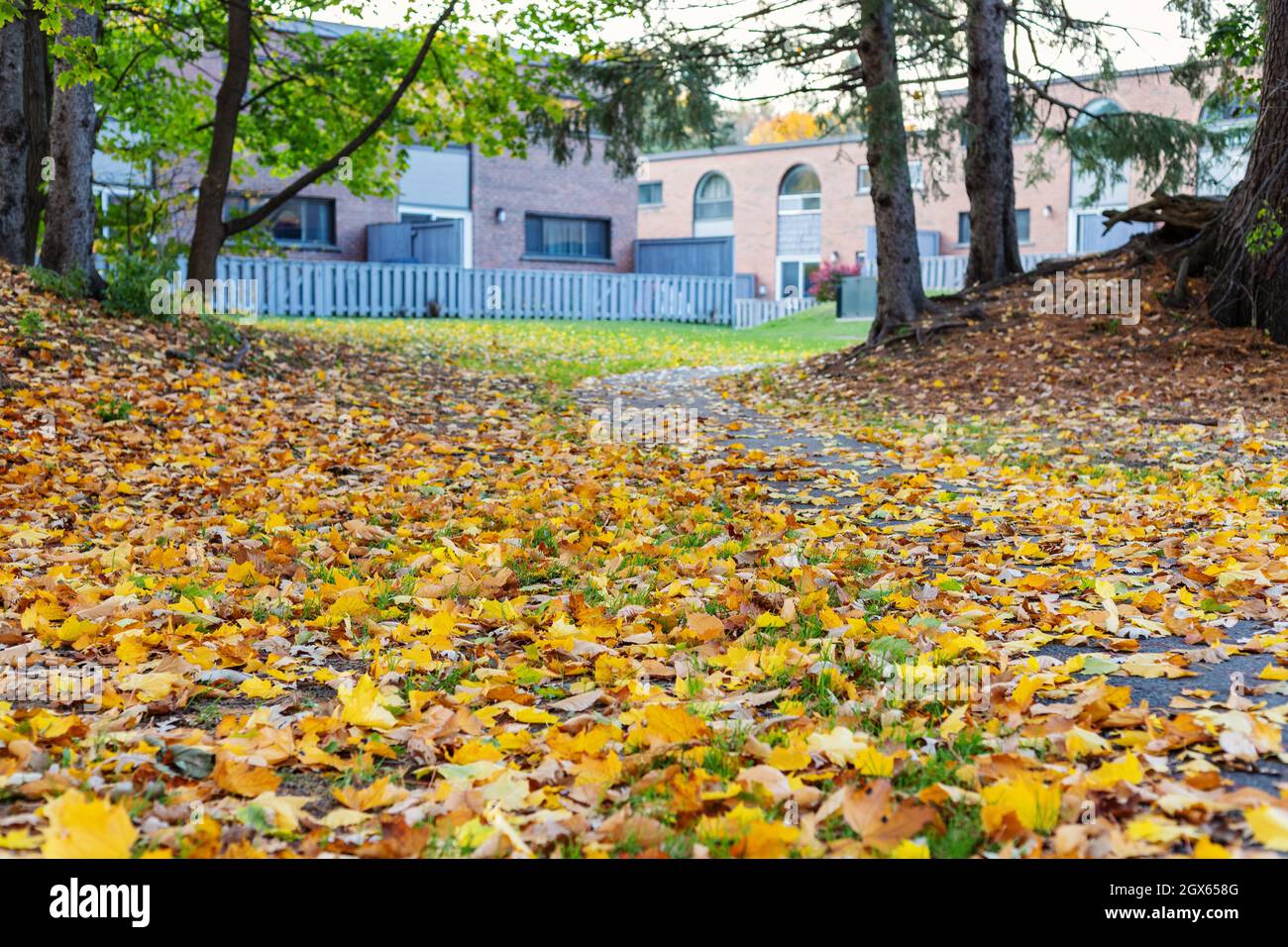 Autumn in public local park. Fallen leaves on the ground near trees in ...