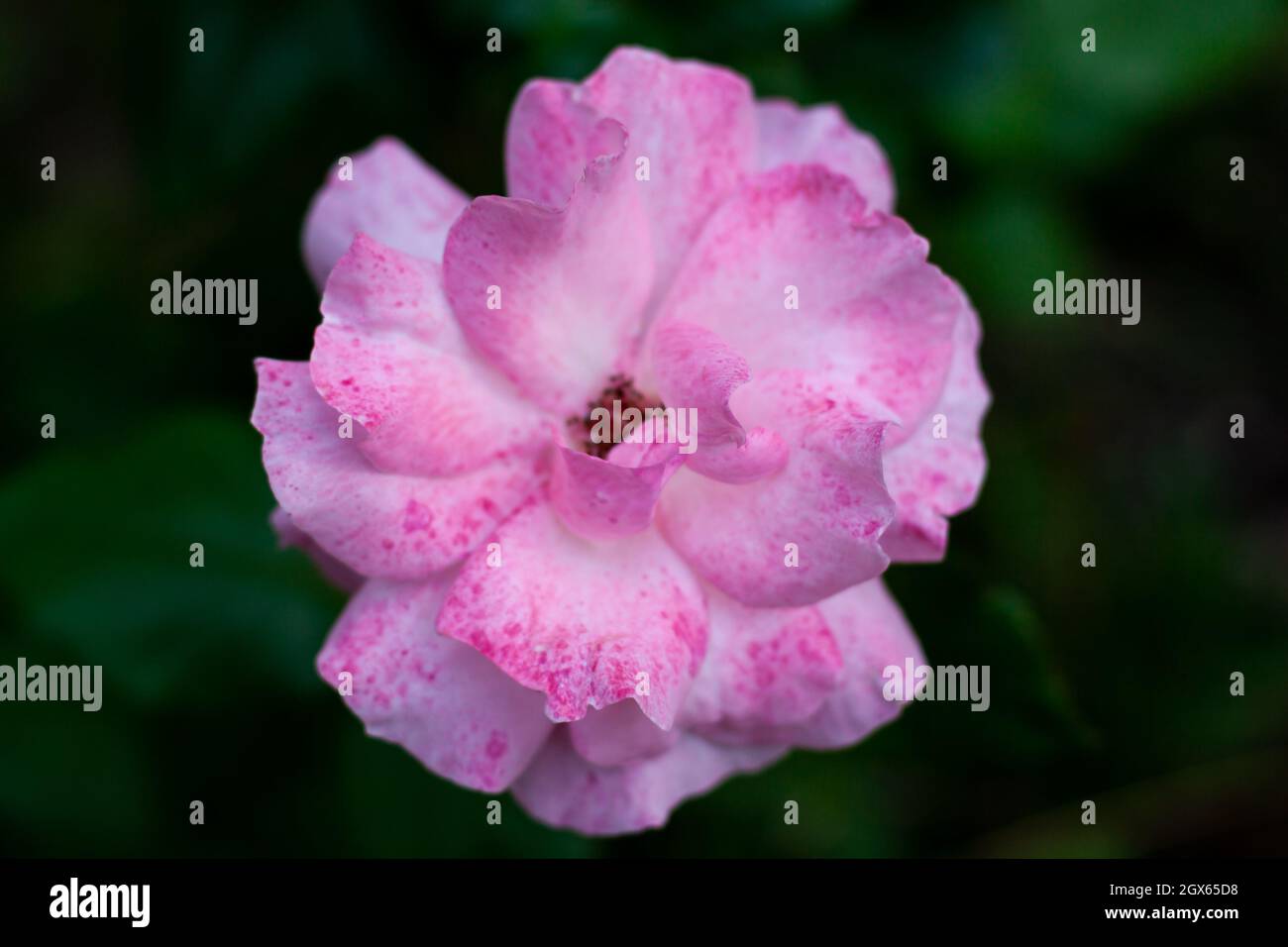 Rose from above hi-res stock photography and images - Alamy