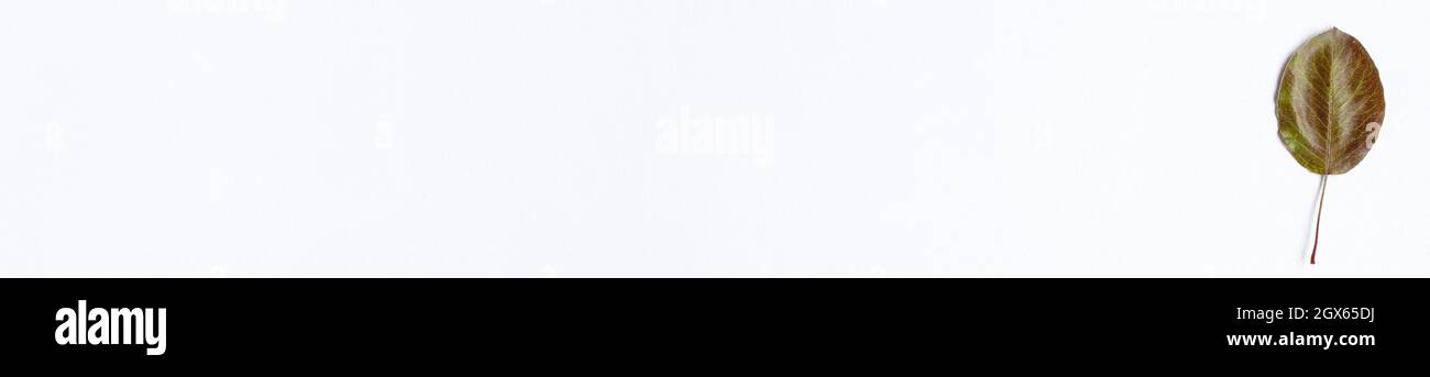 Close up beautiful golden green Cut Out Stock Images & Pictures - Alamy