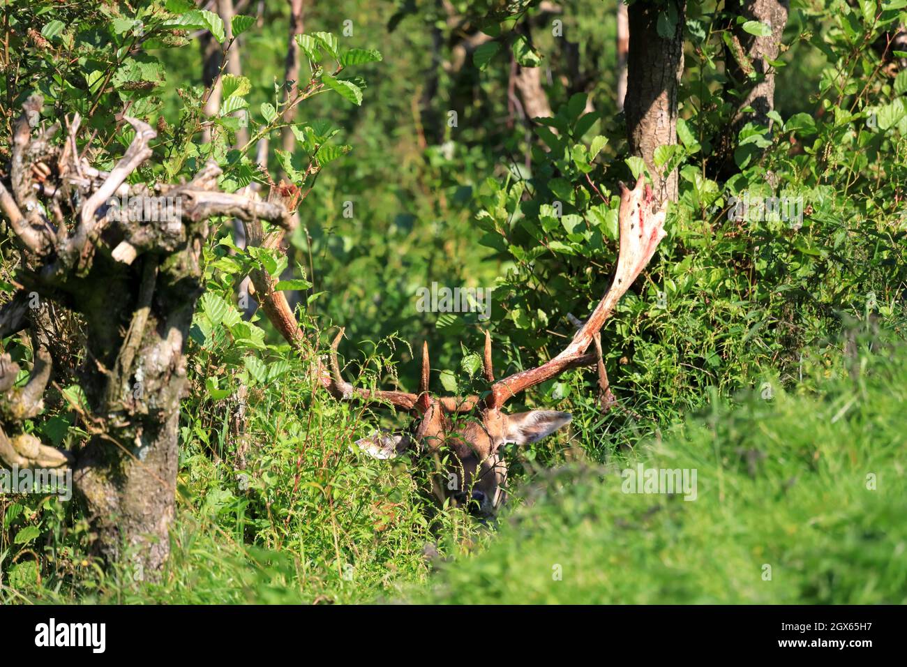 European fallow deer and his antlers. Wildlife photo Stock Photo - Alamy