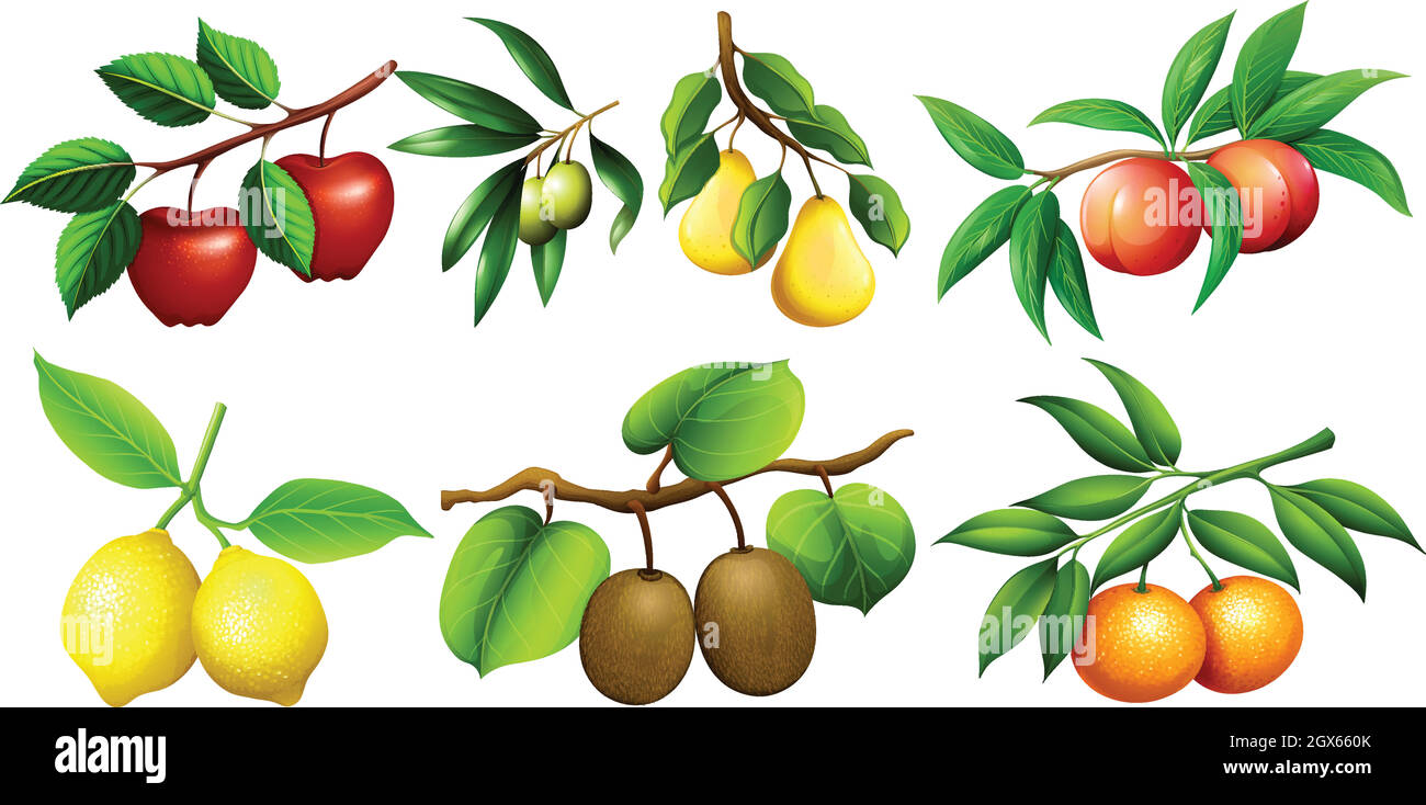 Green leaves apple branches Stock Vector Images - Alamy