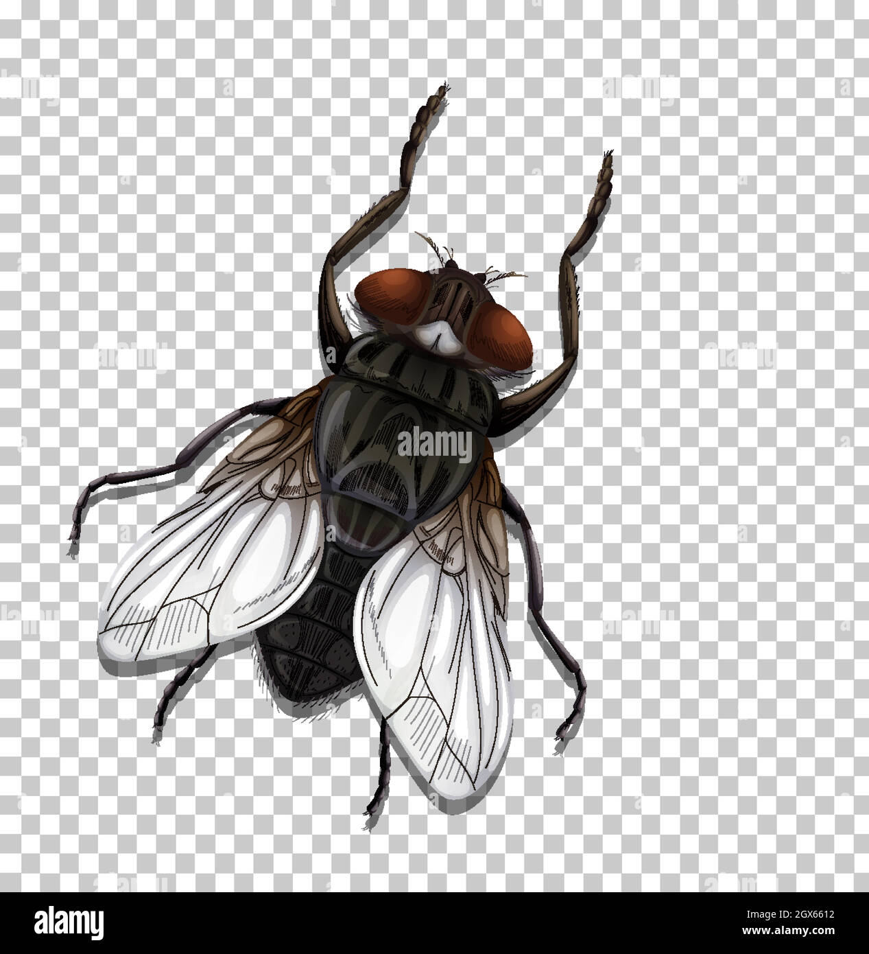 Minute insects Stock Vector Images - Alamy