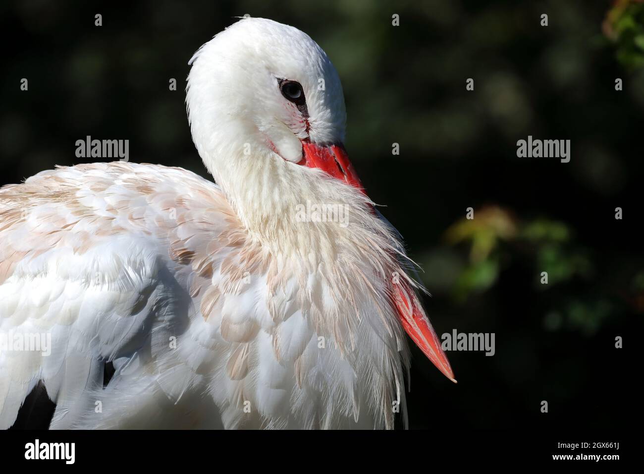 White stork close-up. Wildlife photo Stock Photo - Alamy