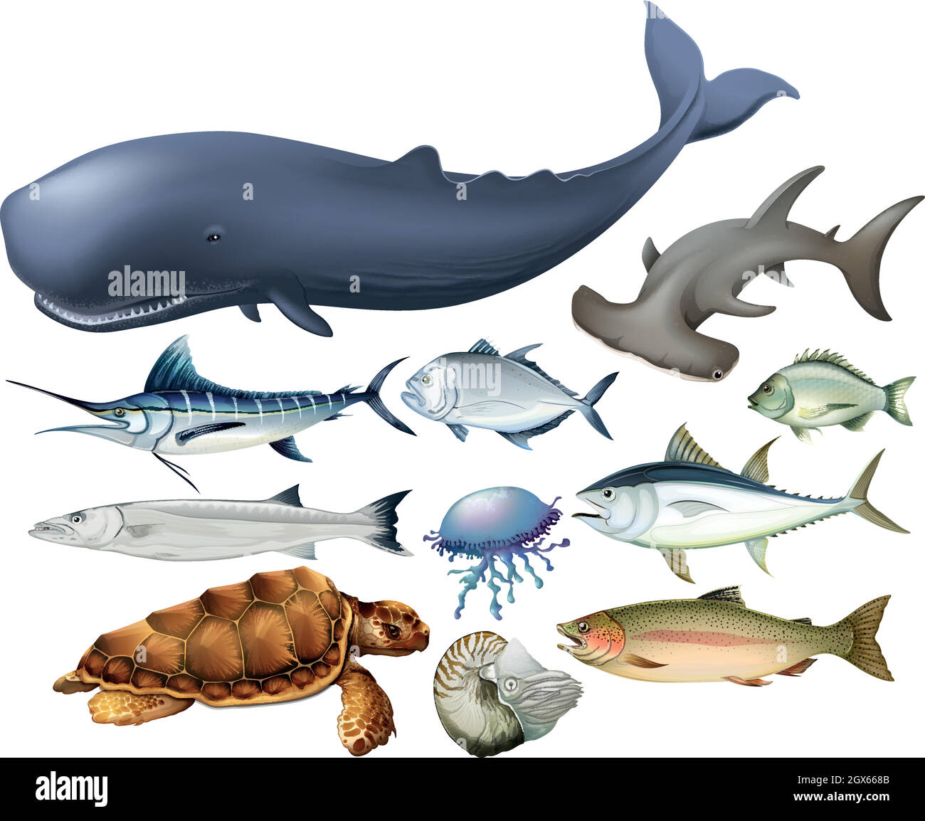 Aquatic animals on white Stock Vector Image & Art - Alamy