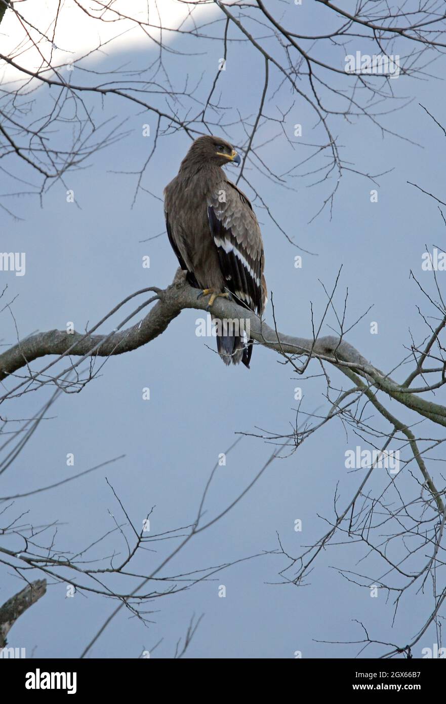 Steppe eagle aquila nipalensis immature hi-res stock photography and ...