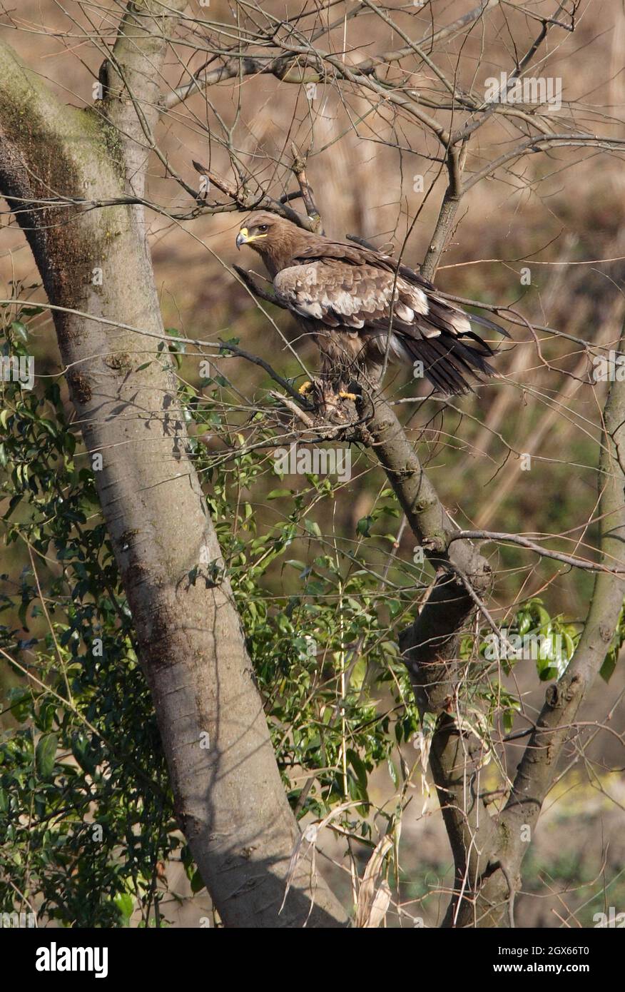Steppe Eagle (Aquila nipalensis) immature perched in tree Kathmandu ...