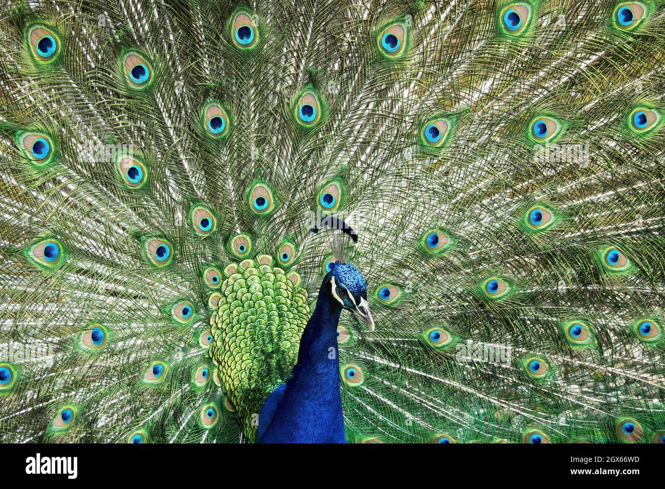 Peacock wheel hi-res stock photography and images - Alamy
