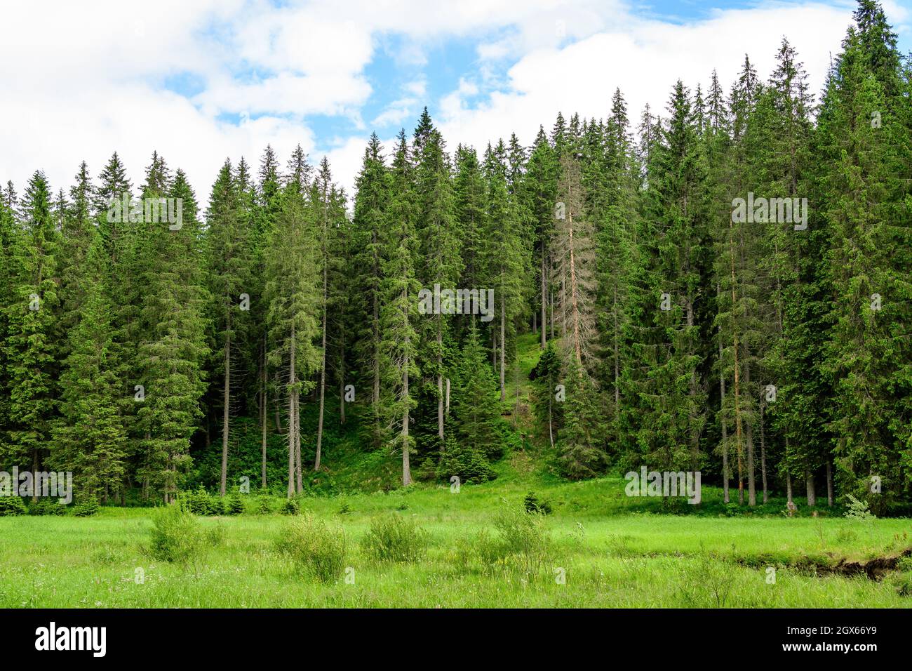 Landscape with many large green trees and fir trees in a forest at at ...