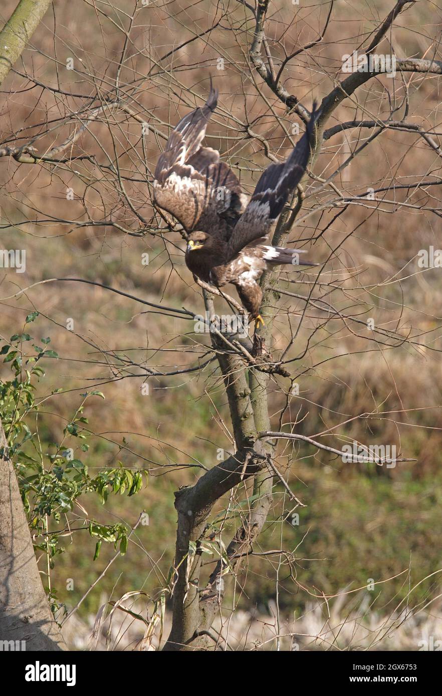 Steppe Eagle (Aquila nipalensis) immature taking off from tree Nepal ...
