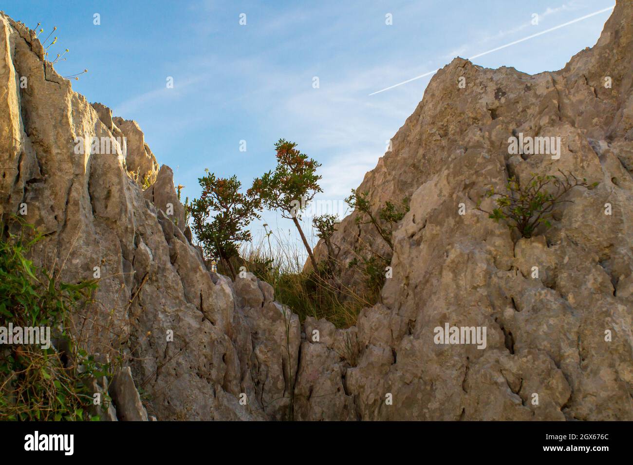 trees growing in between cliffs Stock Photo - Alamy
