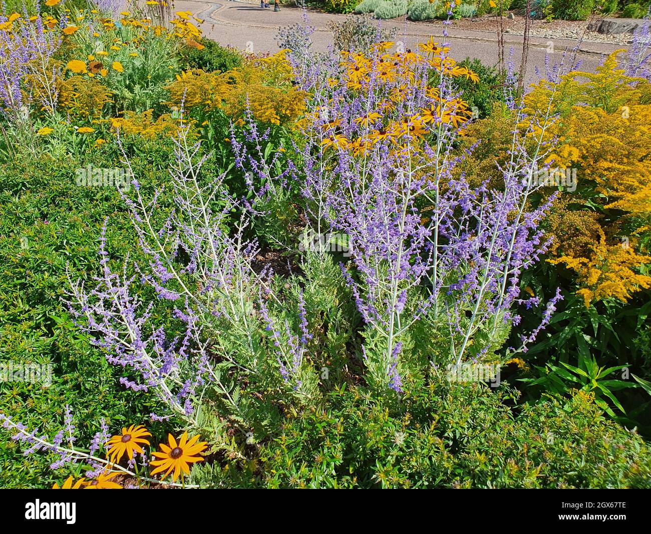 Perovskia Blue Spire High Resolution Stock Photography and Images - Alamy