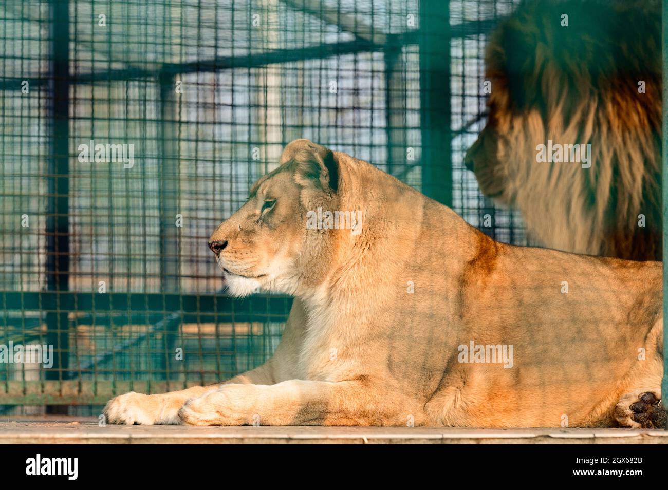 The king of beasts in a cage at the zoo, a free animal, a pair of lions ...