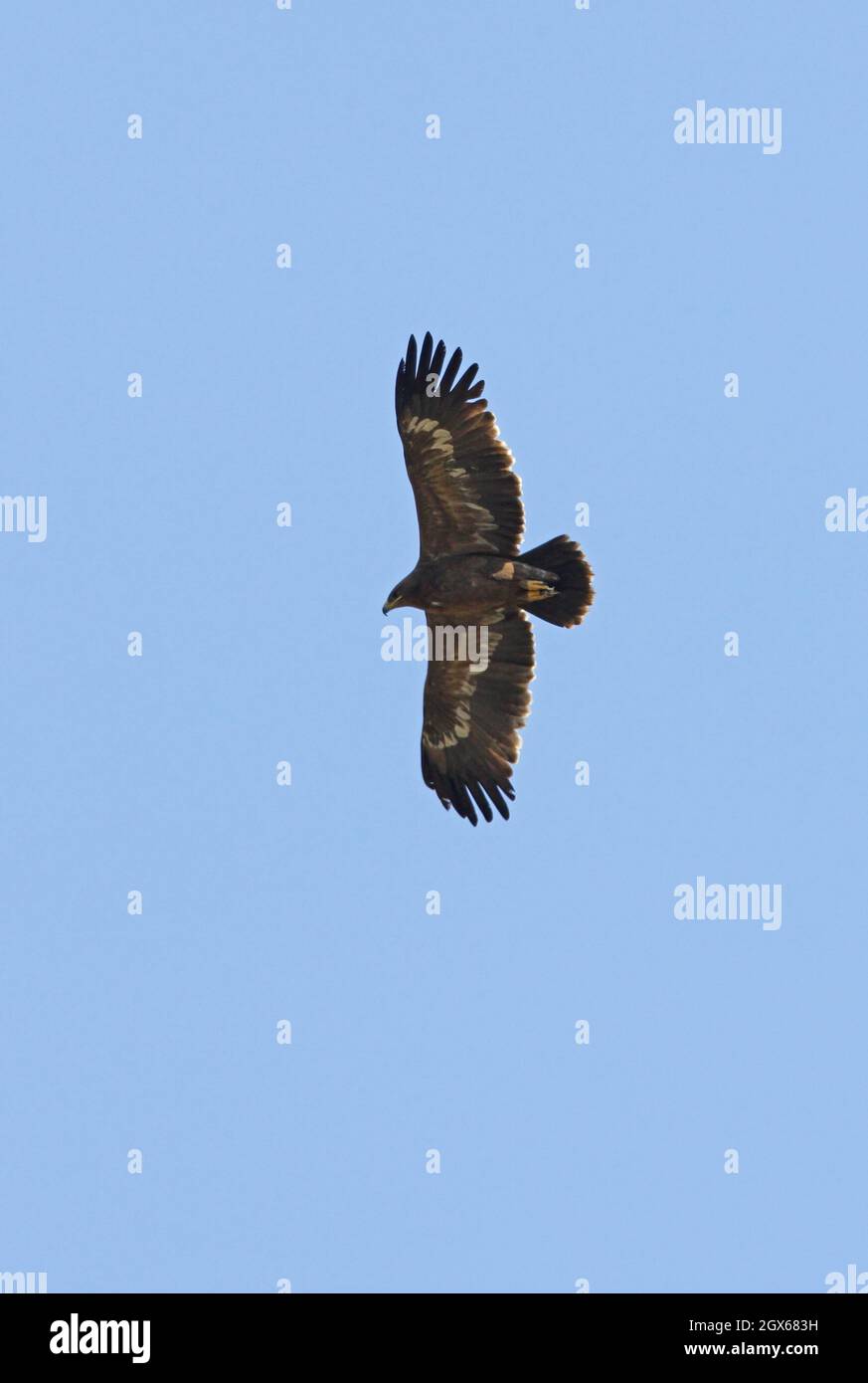 Steppe eagle aquila nipalensis immature hi-res stock photography and ...