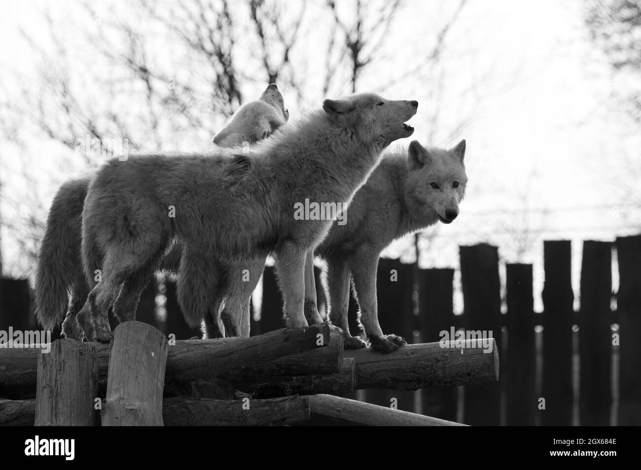 Arctic Wolf In Forest Howling High Resolution Stock Photography and ...