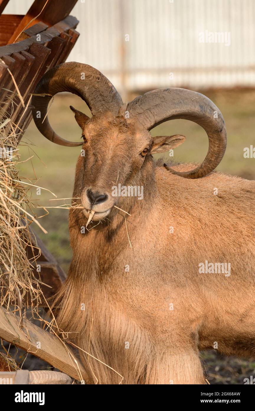 The maned ram eats hay, the animal in the zoo, the large rounded horns ...