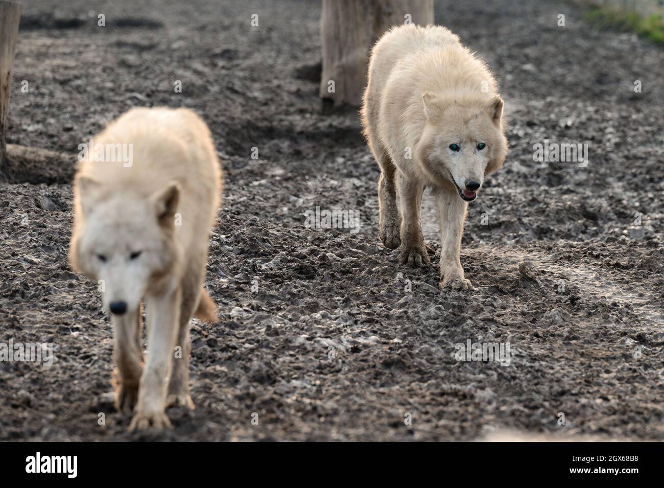 Animal life in a zoo, white and predatory wolves, zoos of Ukraine Stock ...