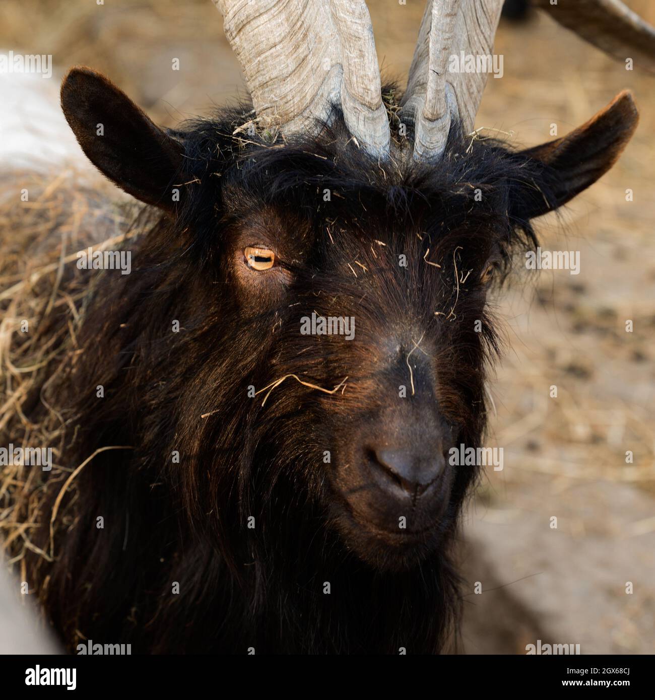 Welsh goat with large and sharp horns, a zoo with unusual animals ...